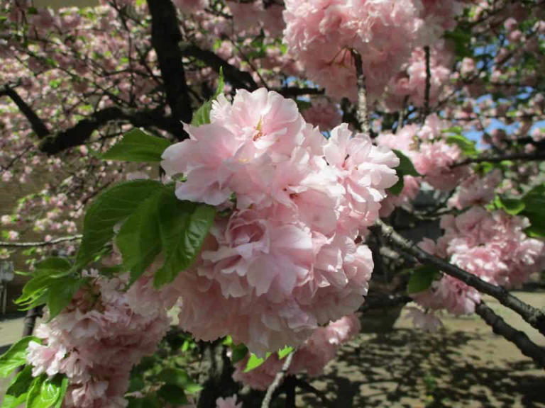 Where to see cherry blossoms in Tokyo in 2026