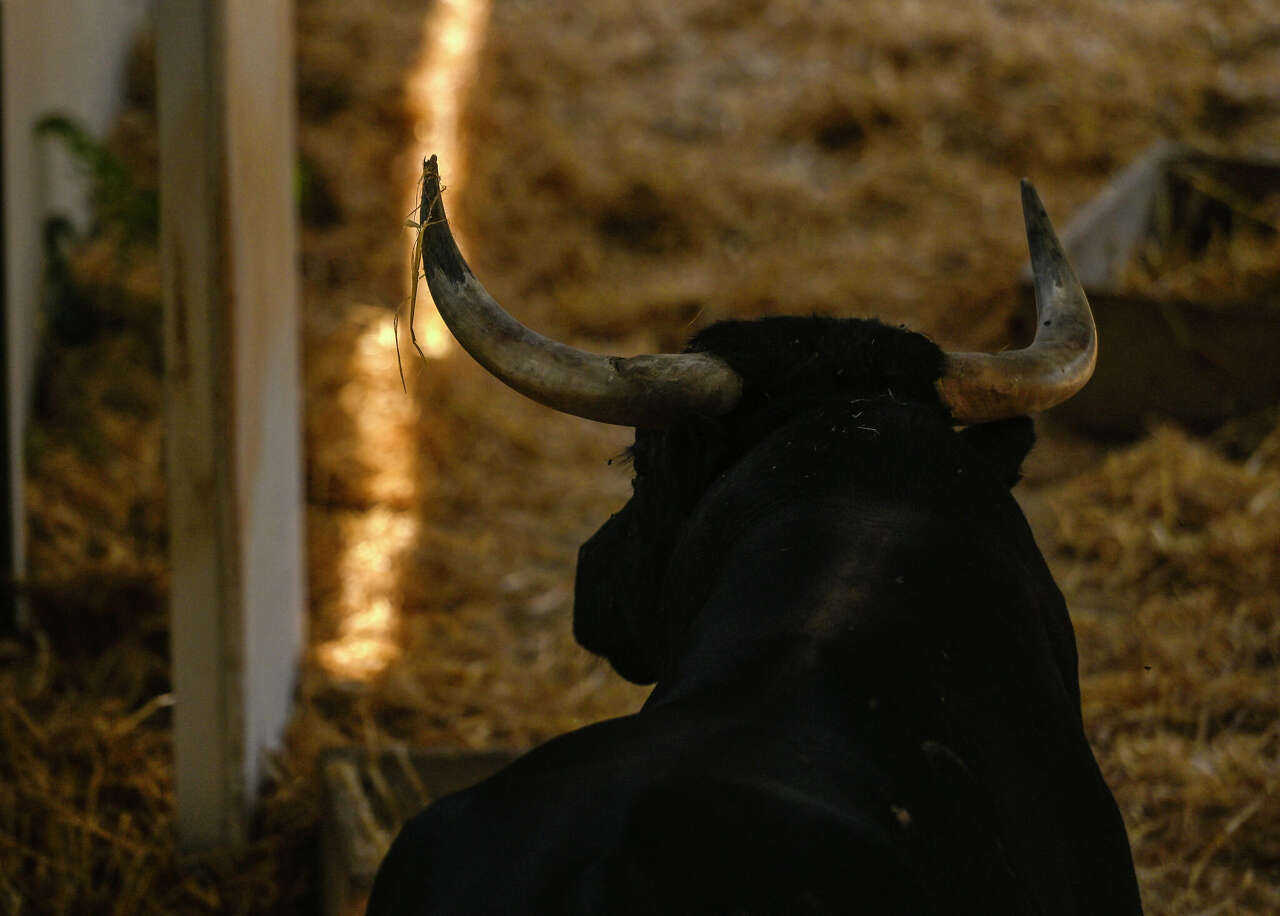 Bull back at home after 'unscheduled neighborhood tour' along Veterans ...
