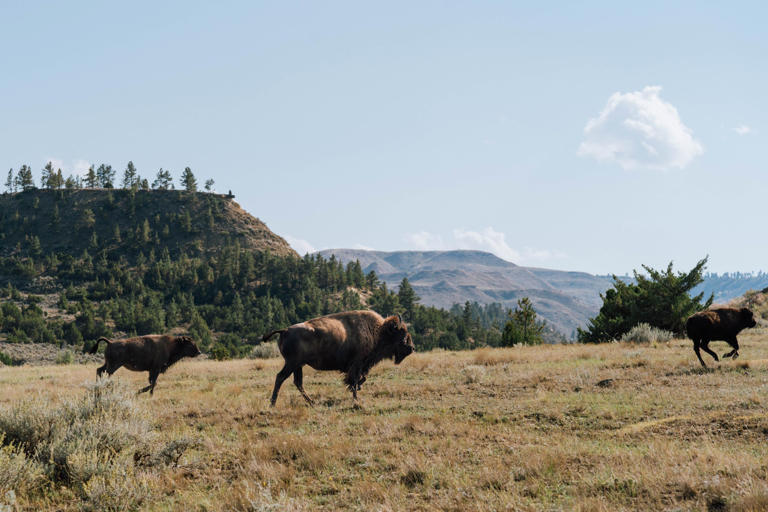 The Northern Cheyenne Tribe reclaims sovereignty through solar energy ...