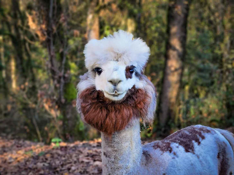 At the Portland airport, find an alpaca to ease your flight anxiety