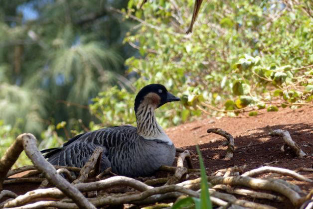 Nene goose: The state bird of Hawaii