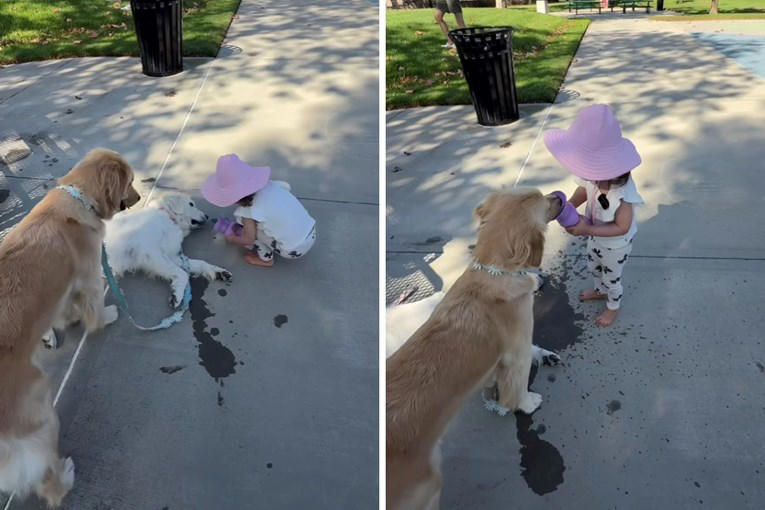 Heartwarming video shows little girl protecting her golden retrievers ...