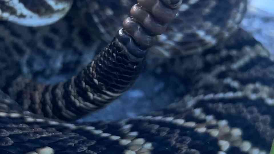 The world’s largest rattlesnake hides a deadly advantage most people miss