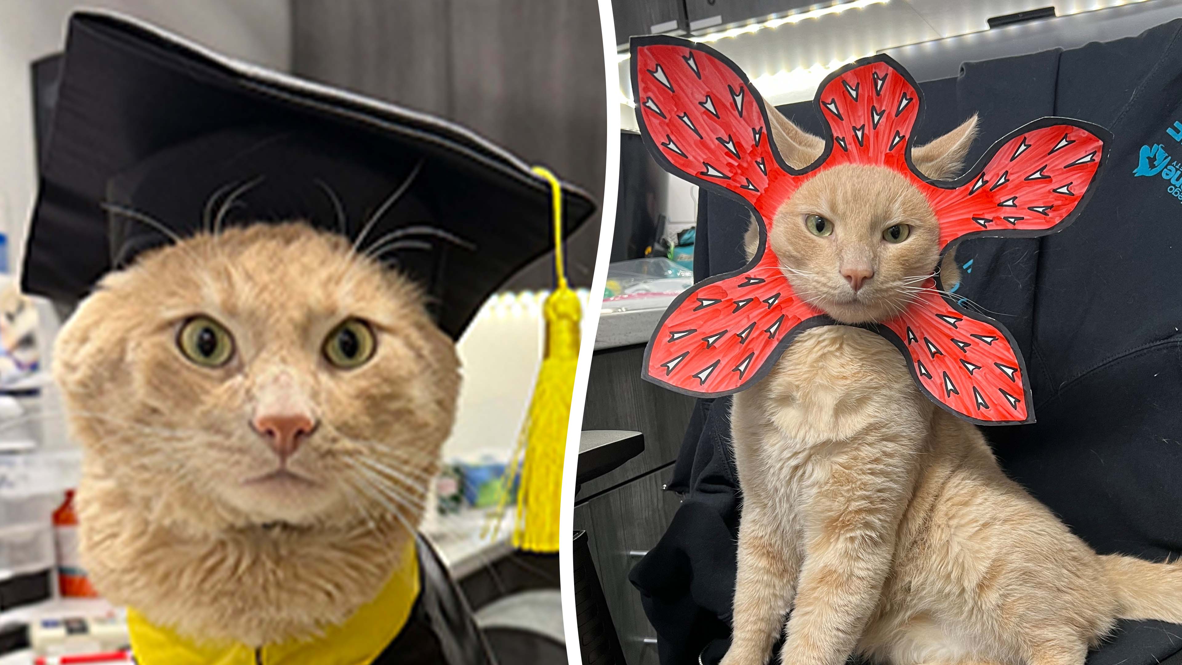 Cat who survived coyote attack celebrates quarantine release with ...