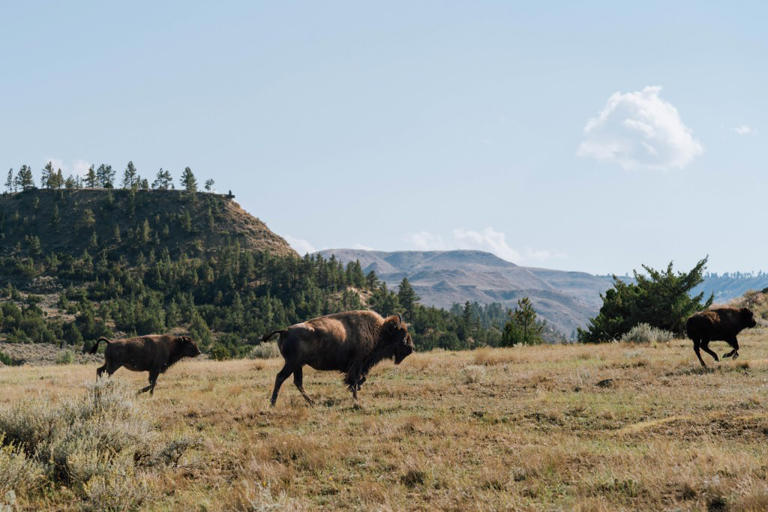 The Northern Cheyenne Tribe reclaims sovereignty through solar energy ...