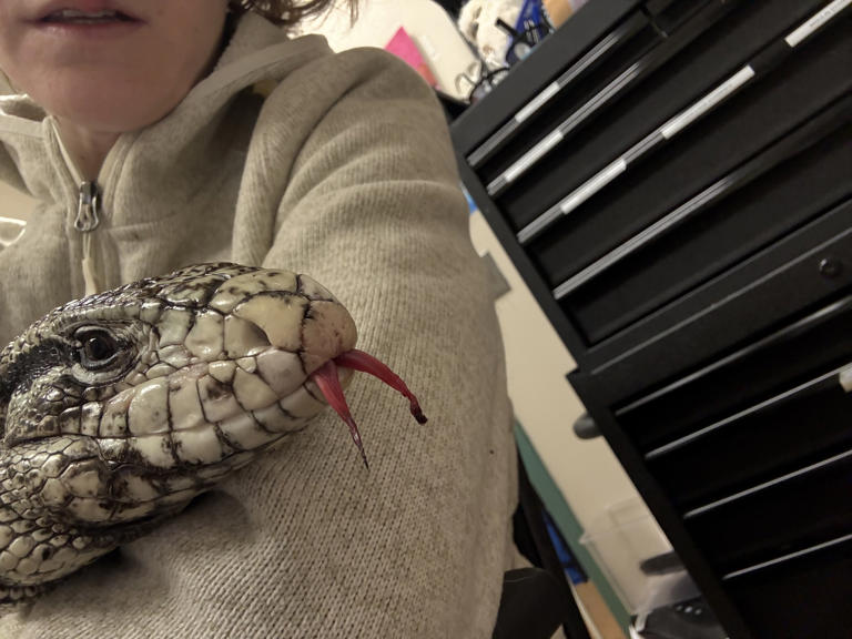 Exotic lizard found in Providence after snowstorm