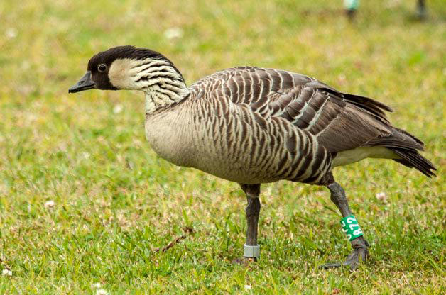 Nene goose: The state bird of Hawaii