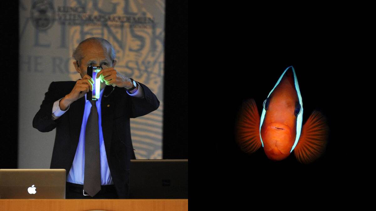 Animals that produce light and why evolution favored it