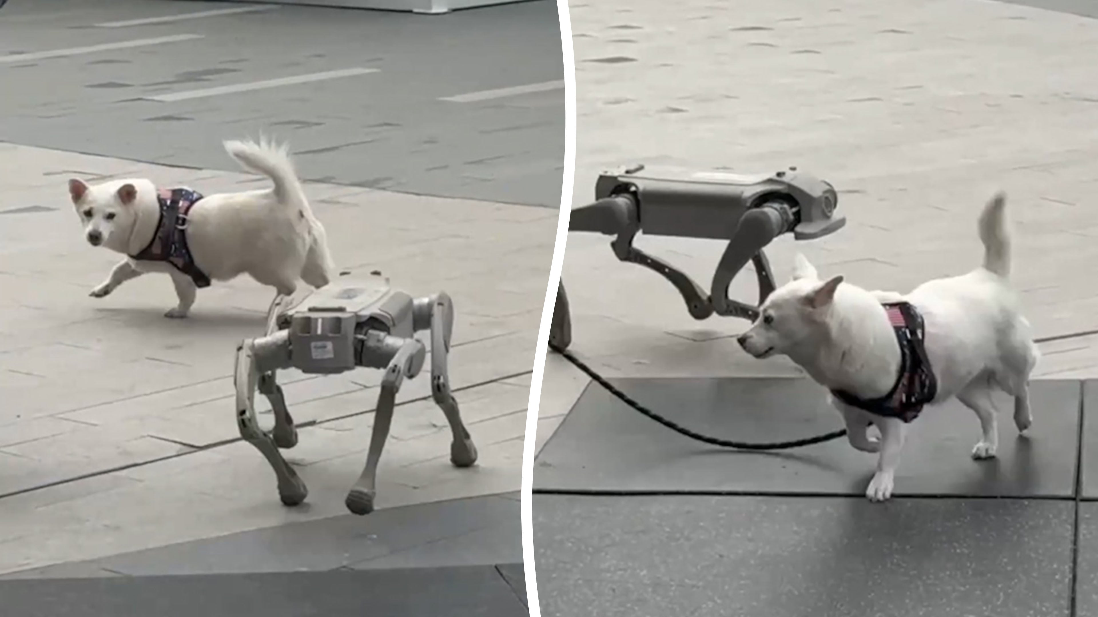 Video shows robo-dog chasing real dog in Shenzhen, China