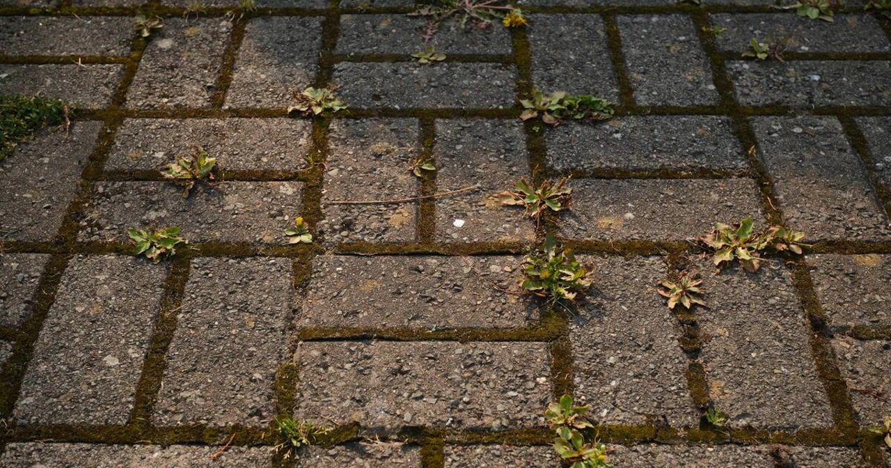 Rock salt finally killed weeds on driveway