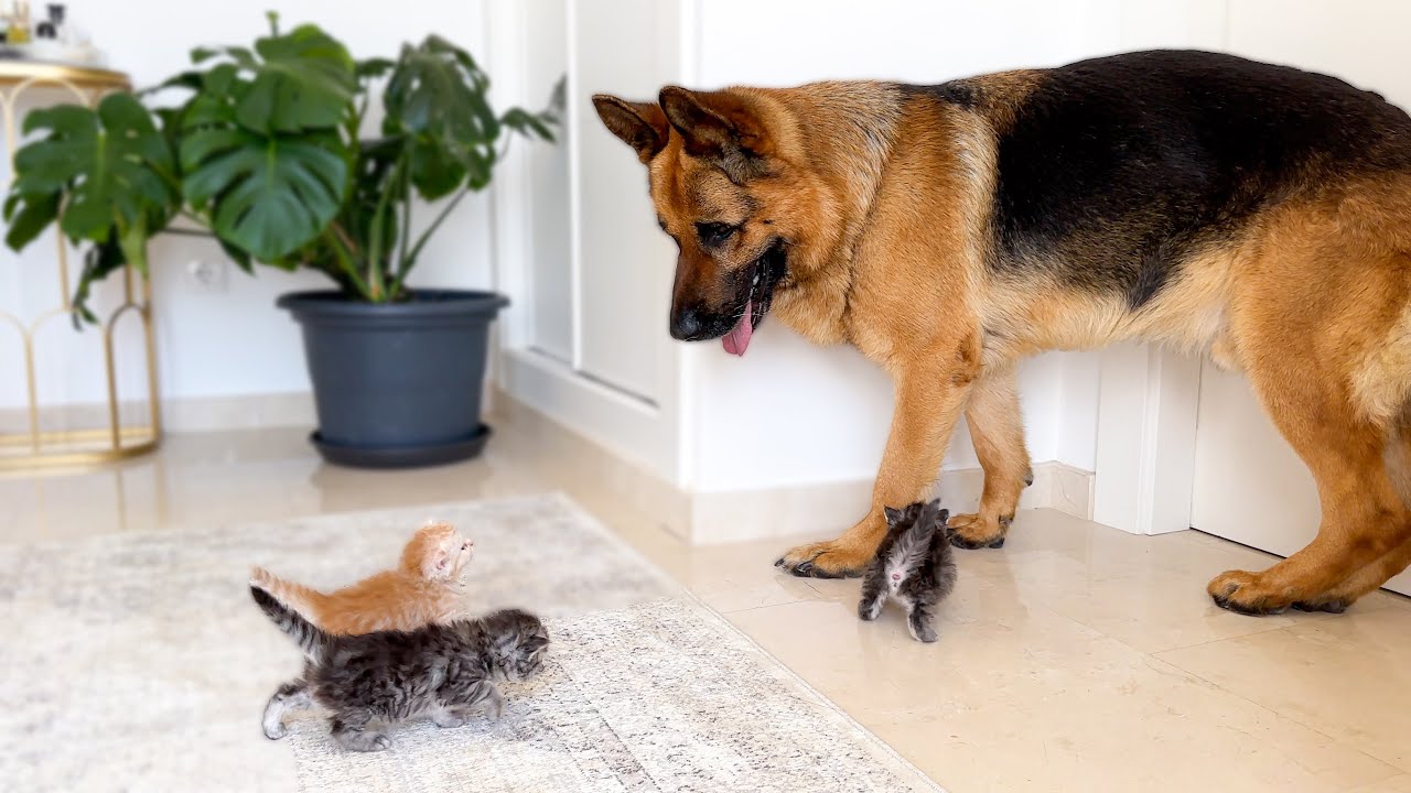 Tiny kittens decide to boss German shepherd around