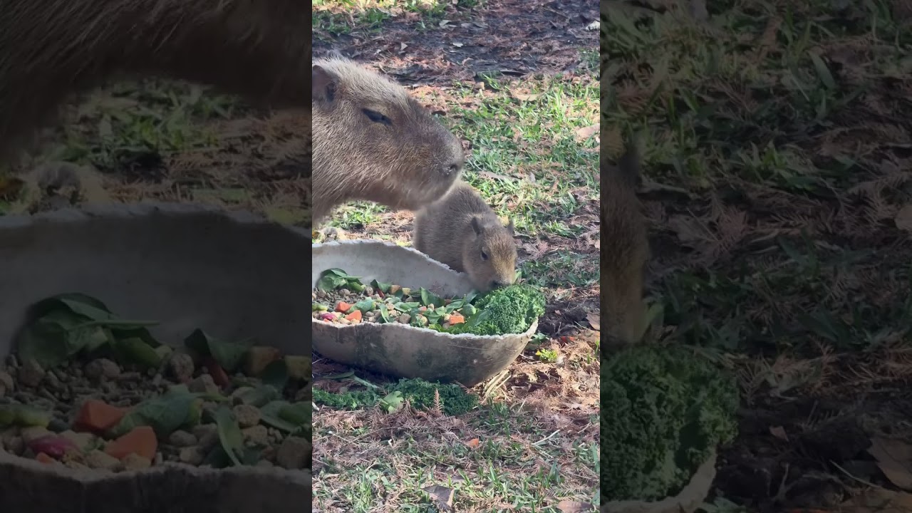 Mom and baby capybara enjoy a cozy riverside lunch
