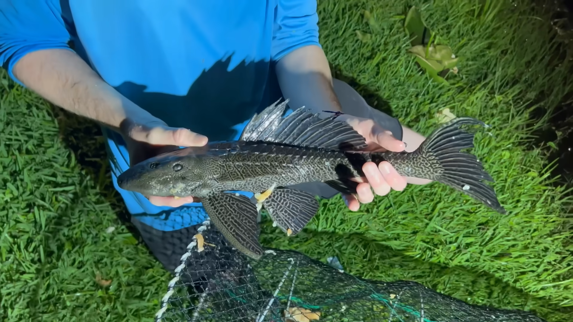 Trapping monster fish from the sewer for my pond