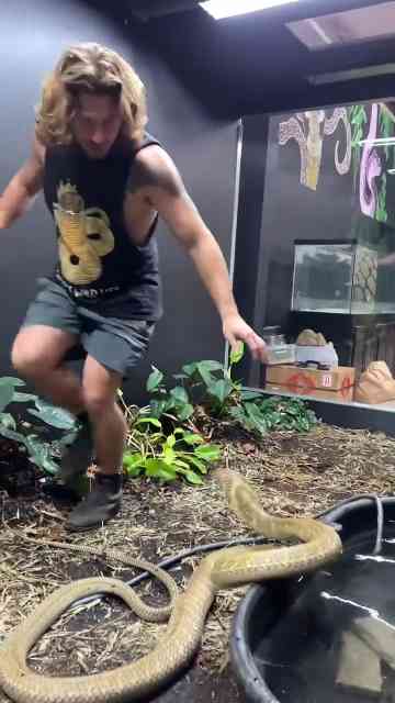 Encounter with a huge king cobra