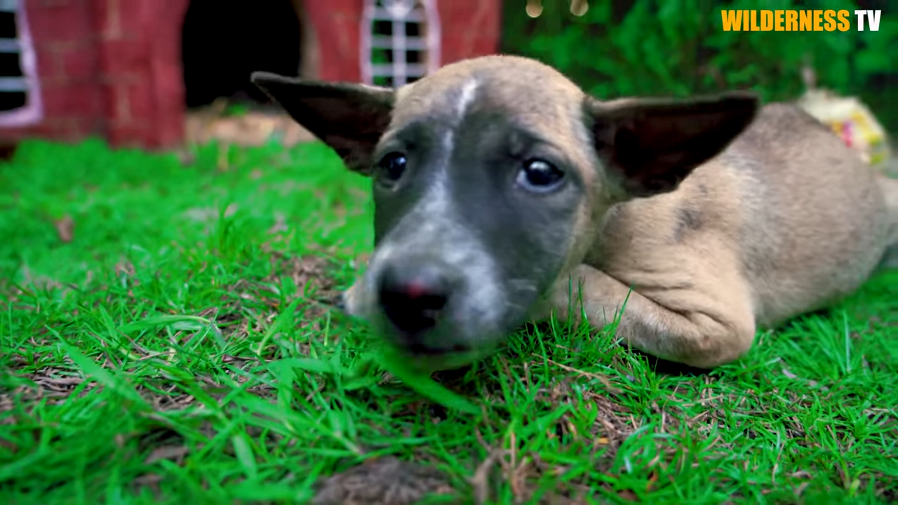 The puppies kept crying outside while we tried to finish their home