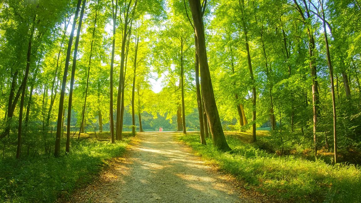 What is it like to walk through a quiet palace garden?