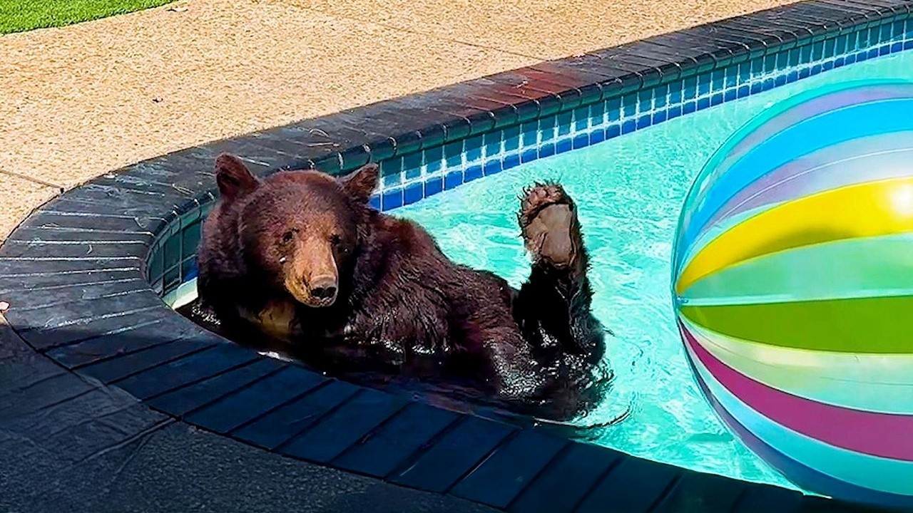 A bear took over his backyard pool - and then came back with cubs