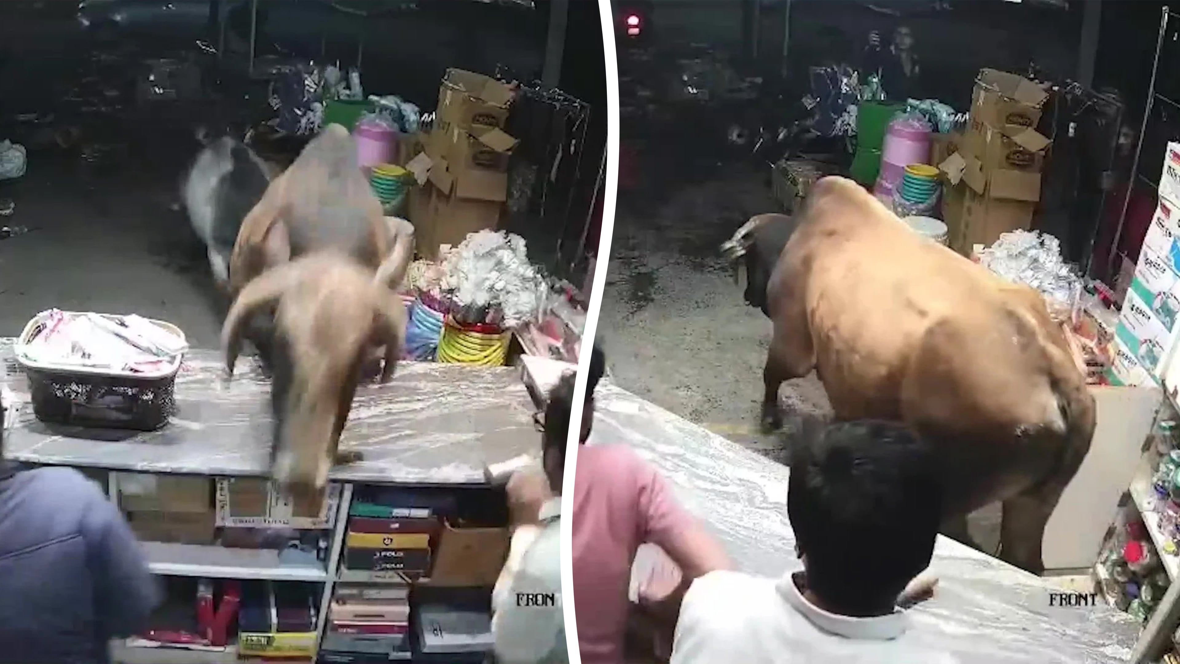 Raging bulls go on rampage in Indian market - leap onto shop counter