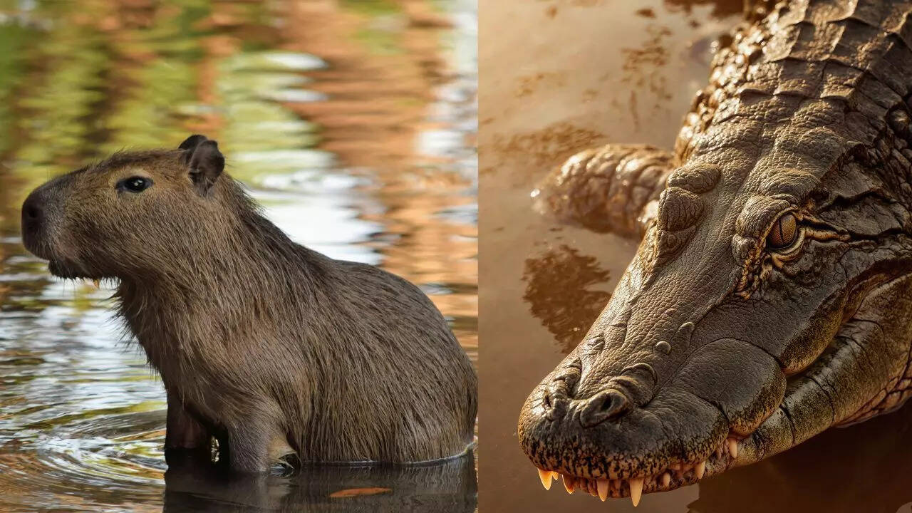 Why crocodiles don’t eat capybaras; the reason will surprise you