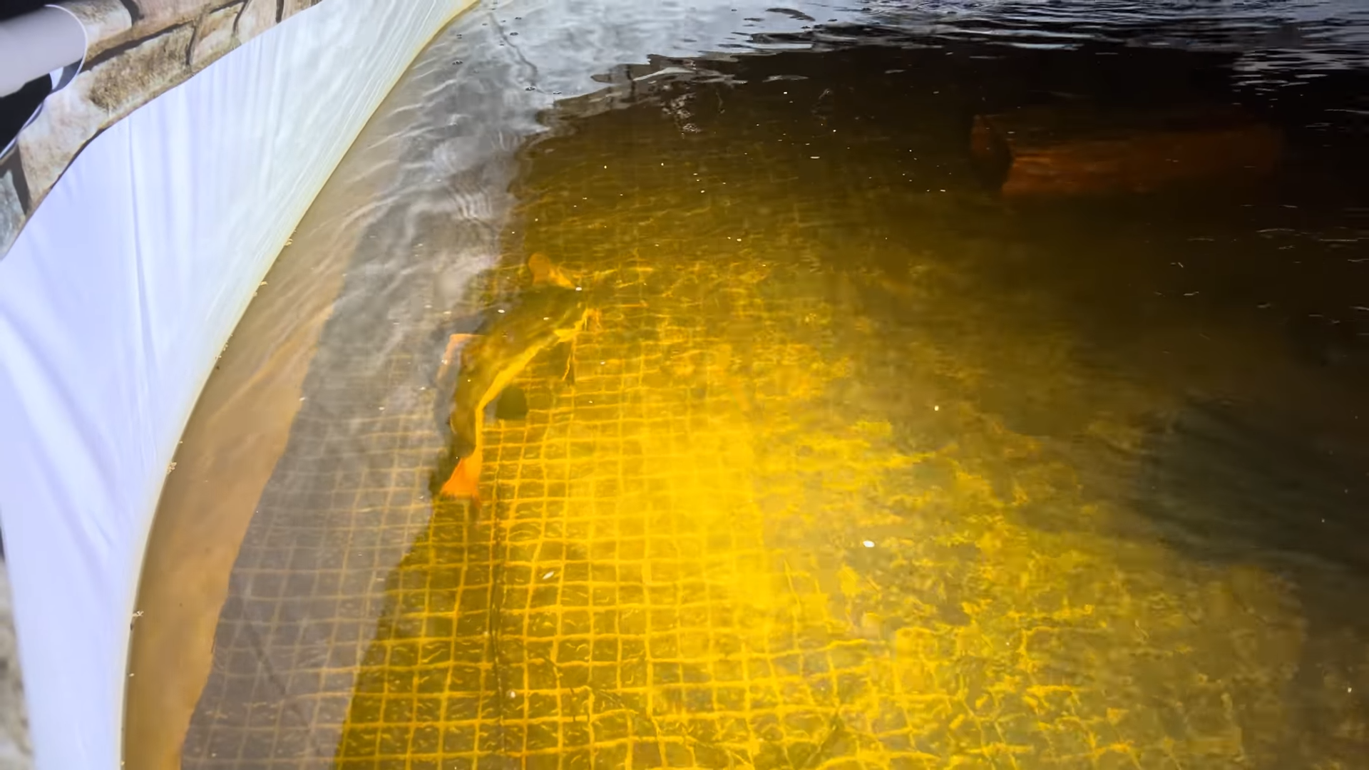 Trapping monster aquarium fish in an abandoned mud pond