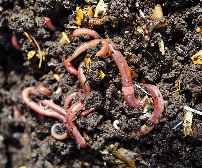 Worm castings are a great natural fertilizer for healthy plants and ...