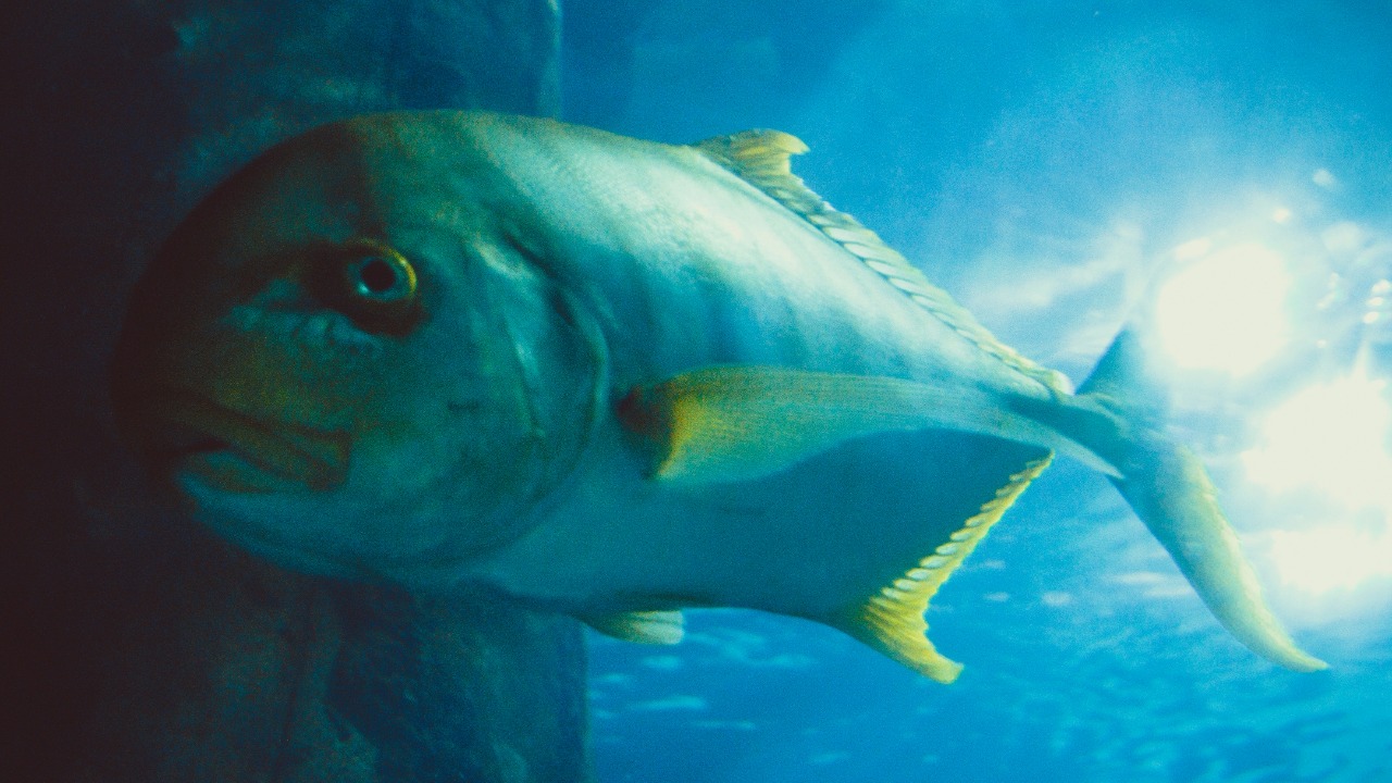 1,000 giant fish spinning in South African estuary may finally be explained