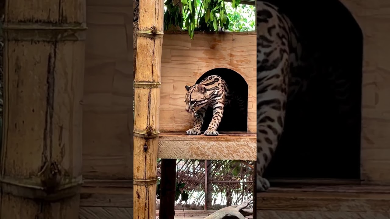 This ocelot waking up is the morning mood we all relate to