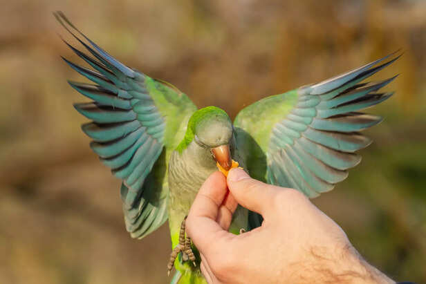 Feather plucking in parrots is not random. Here is why it happens