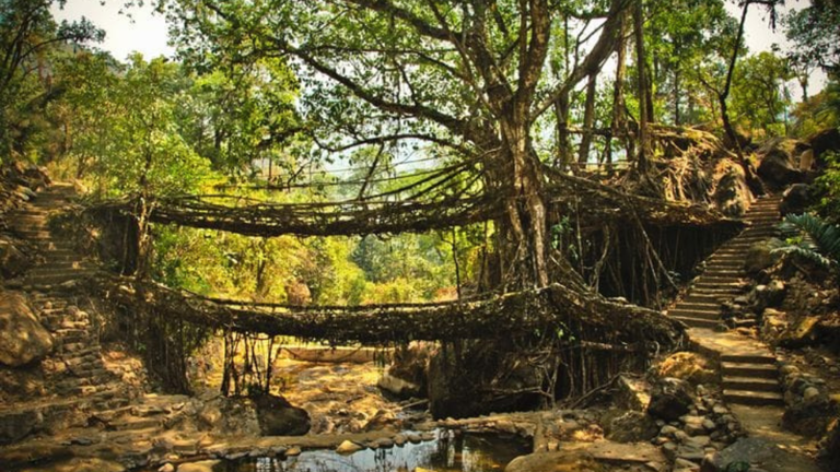 Meghalaya’s iconic root bridges nominated for inclusion in UNESCO’s ...