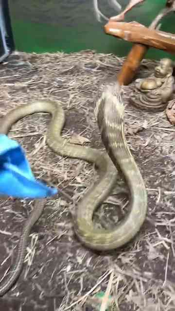 King Cobra Security!