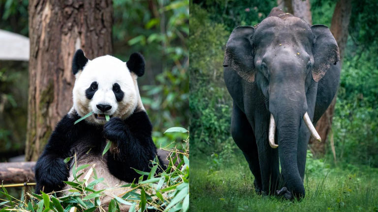 Which animal is known as the gentle giant?