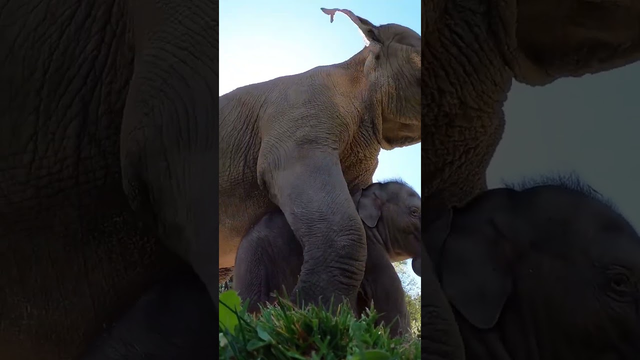 See a massive baby elephant enjoy a fun lunch time