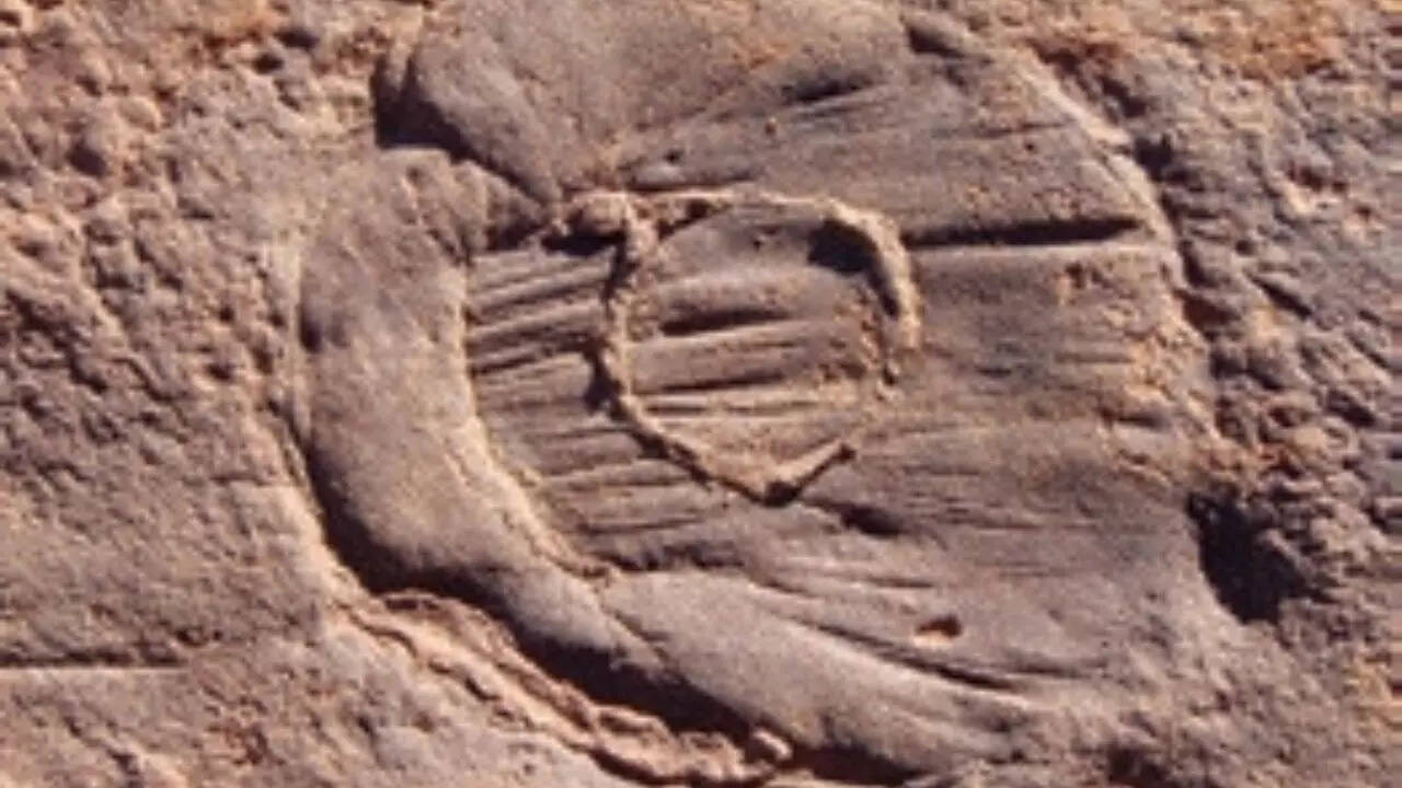 The hidden chemical process that saved 570-million-year-old soft ...