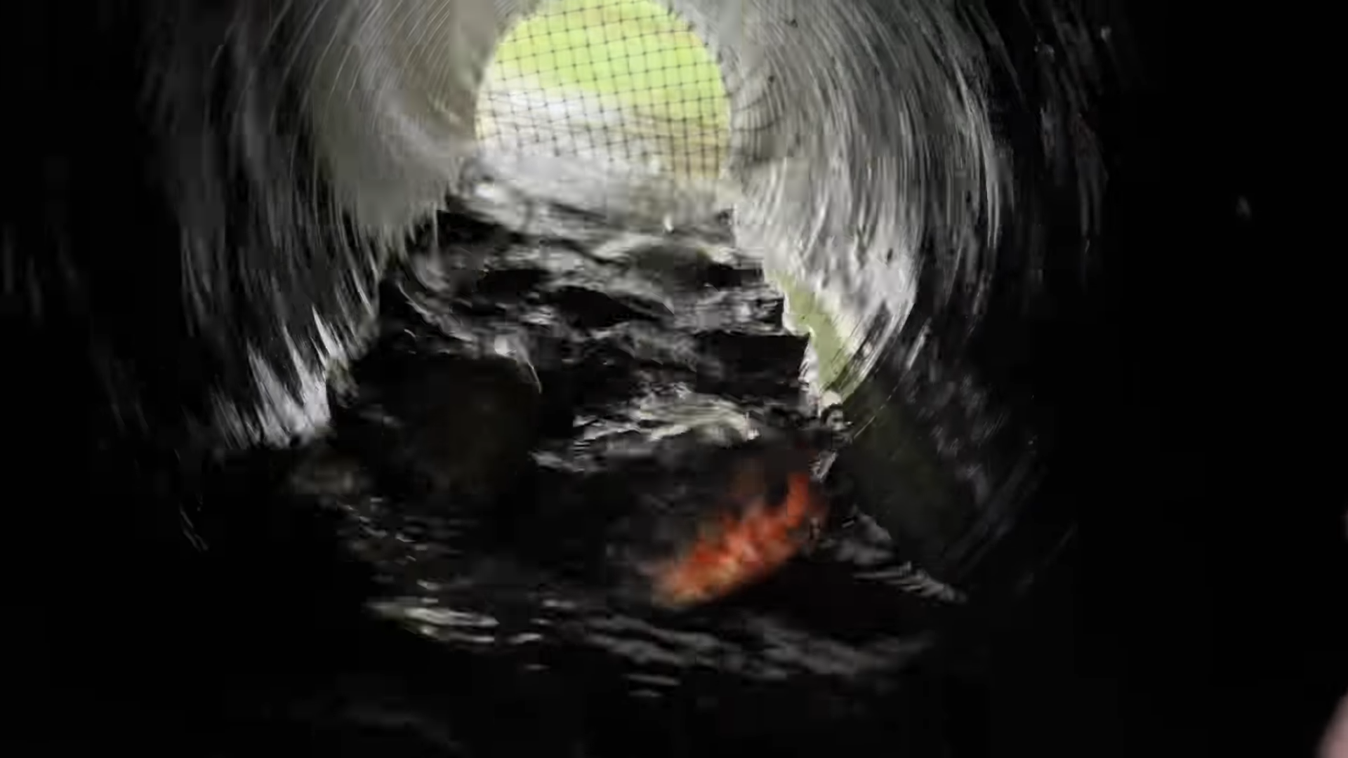 These pacu grew from hand size to head size in months