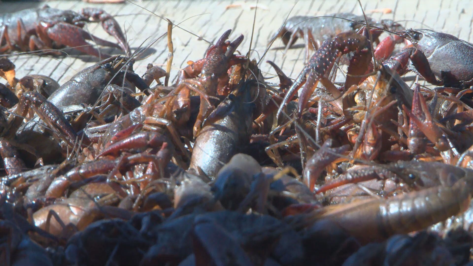 Recent cold snap causing slight delay for crawfish season opening in ...