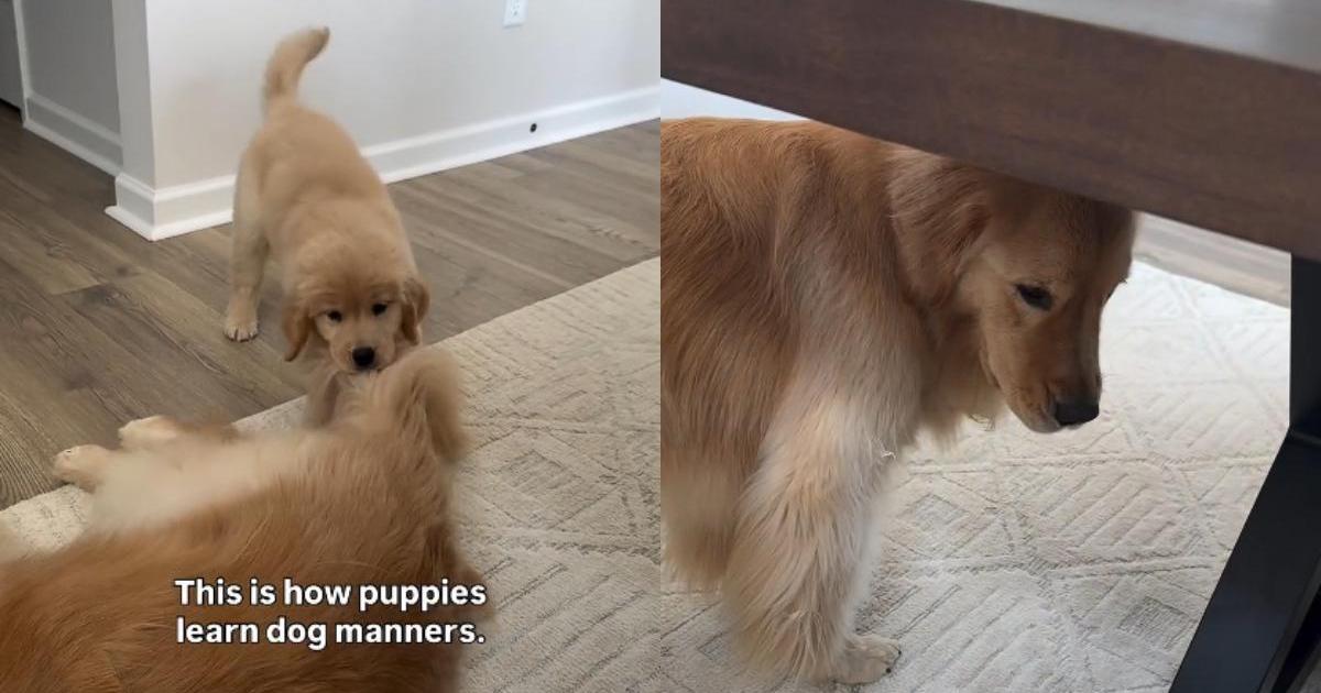 Video: Golden retriever praised for teaching puppy boundaries