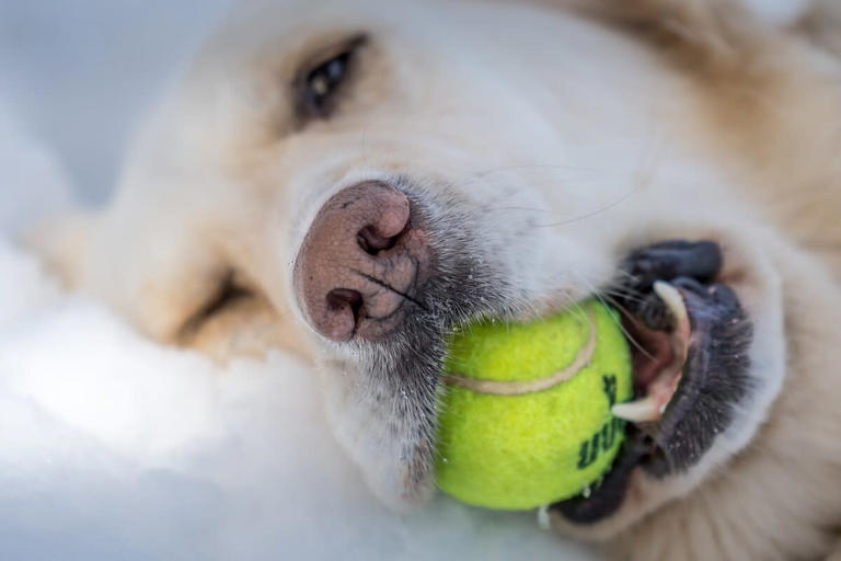 Frankie, the golden retriever, hilariously dismantles a snowman to ...