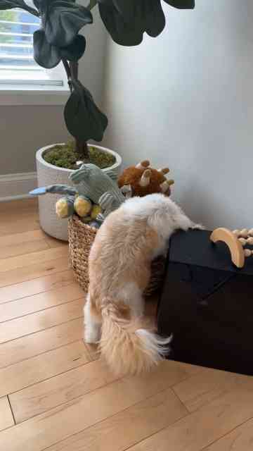 Always on a mission – energetic dog adventures