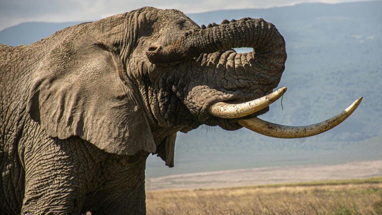 Which animal is known as the gentle giant?