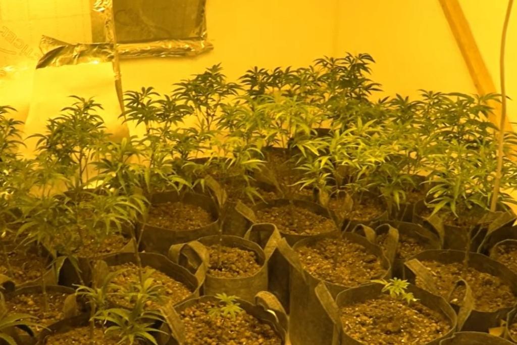 Man charged after 'large scale' cannabis factory found during Luton raids