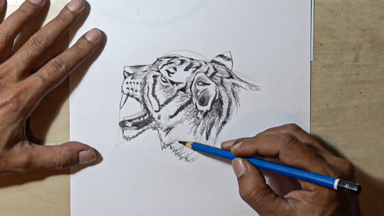 Tiger head from every perspective: Easy drawing practice for artists