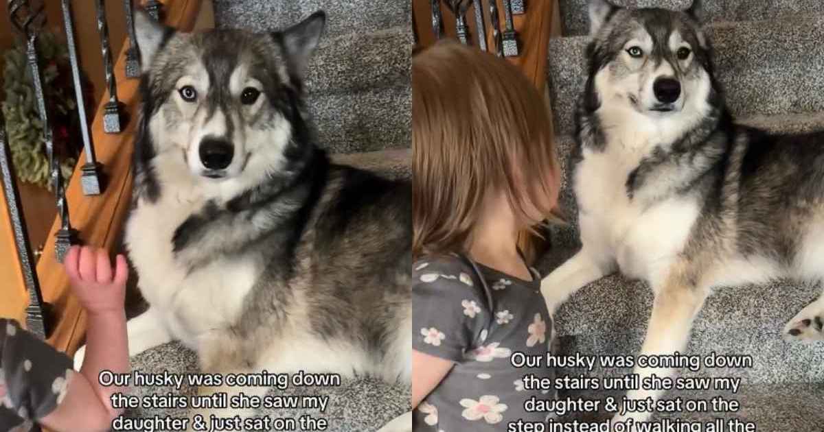 Video: Dog saw tiny human while coming down the stairs & did this