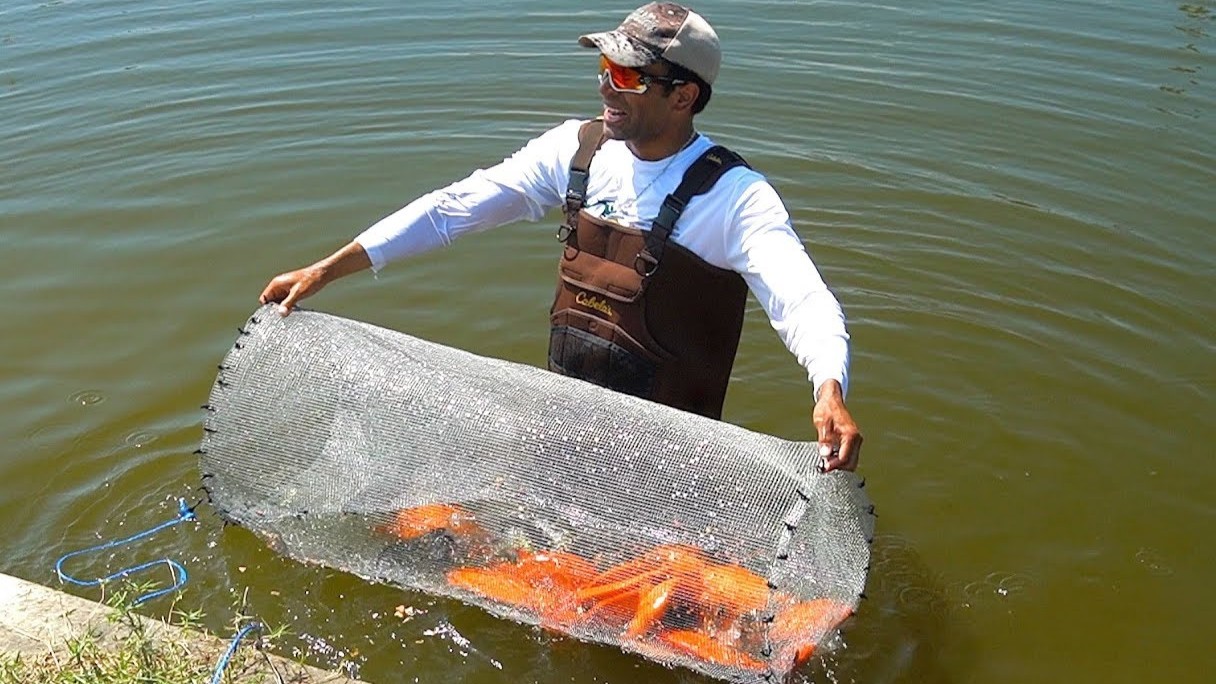 Fish trap in a secret pond tunnel caught way more than expected