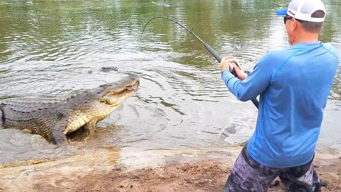 Fishing for big 13 foot alligator
