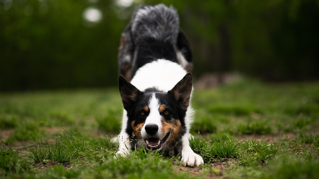 Dog breeds that seem calm until boredom flips the switch