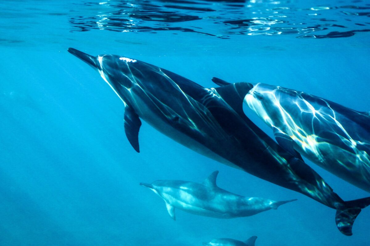 Smartest sea creatures ranked