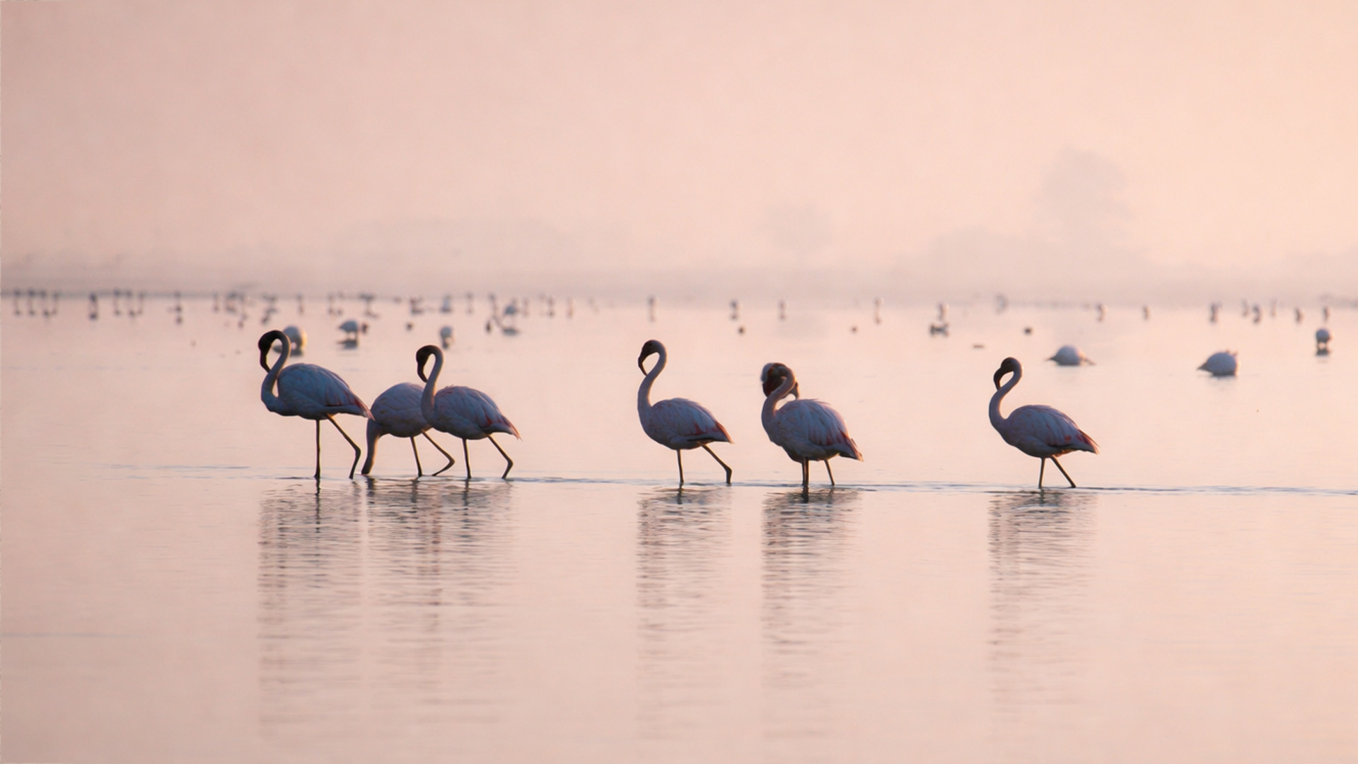 An adventure photographing Dalmatian pelicans and flamingos in Greece