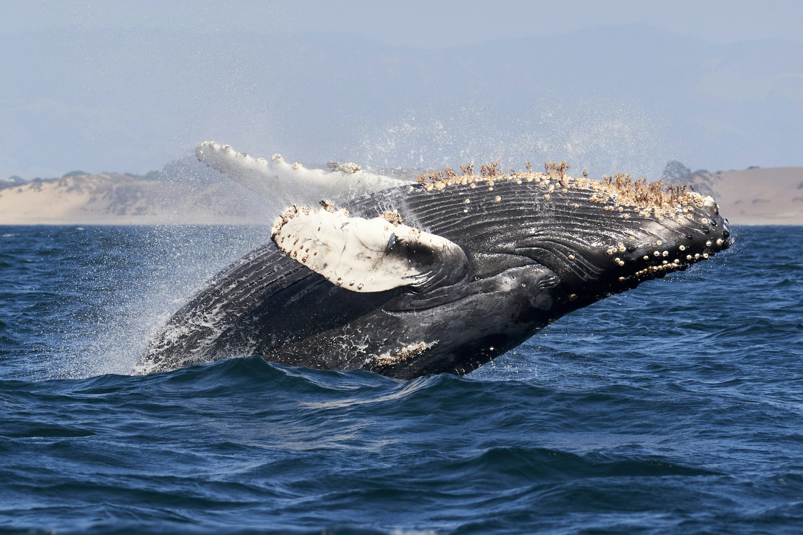 Smartest sea creatures ranked