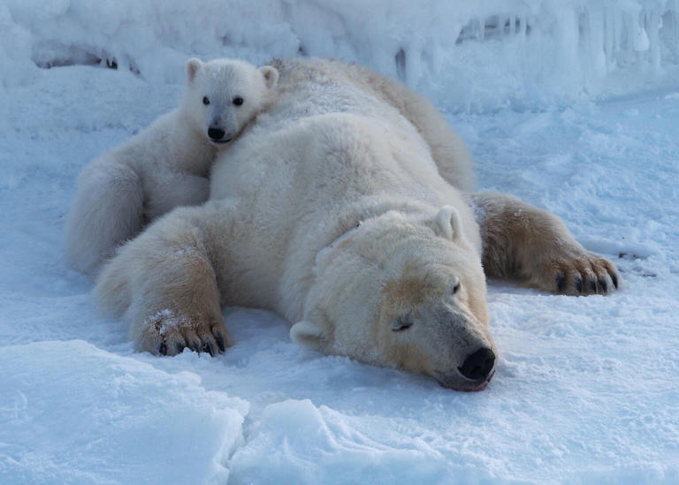 Svalbard’s polar bears keep body condition despite rapid ice loss ...
