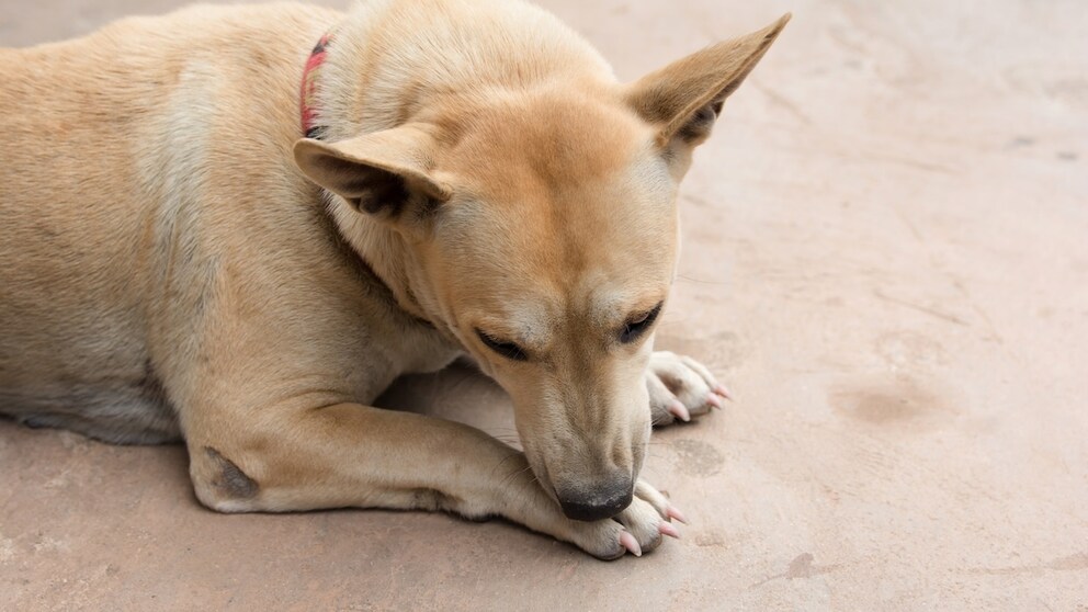 Elegantes Warum Lecken Hunde Ihre Pfoten Fotos